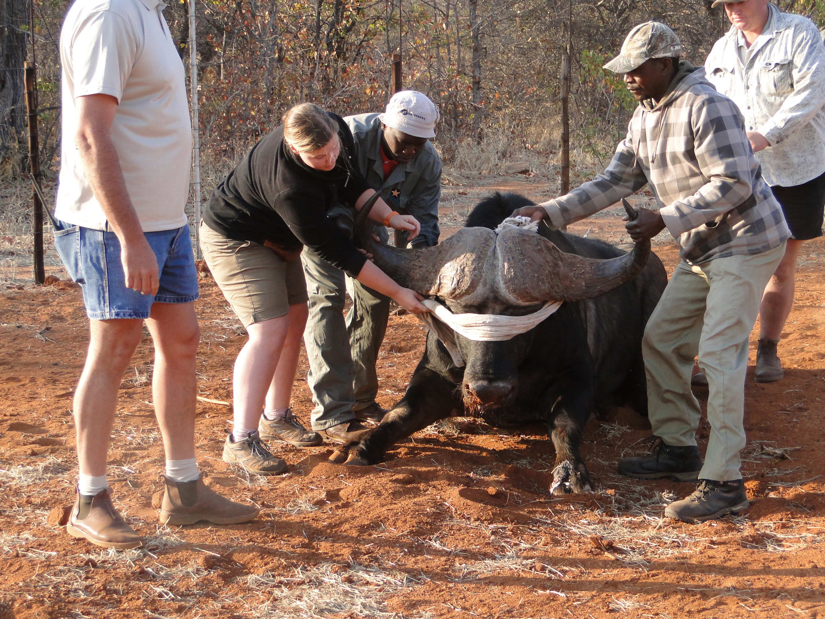 Shimongwe Wildlife Veterinary Experience