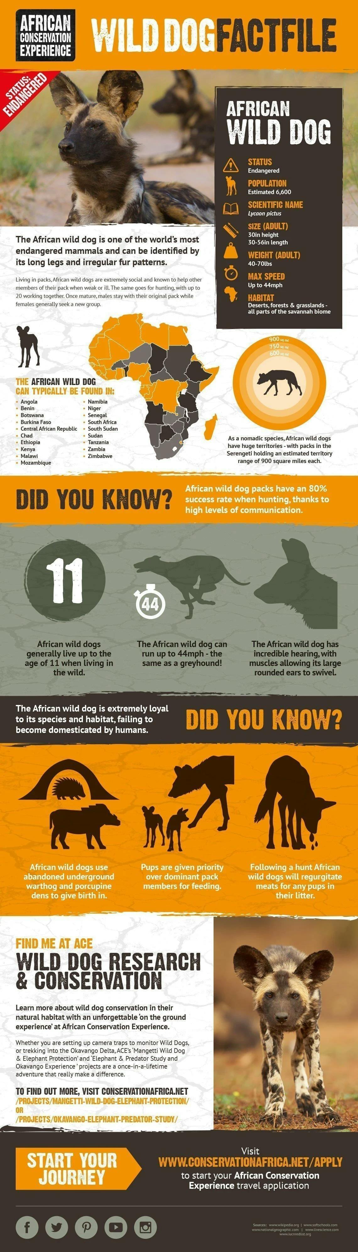 Do African Wild Dogs Live In Packs