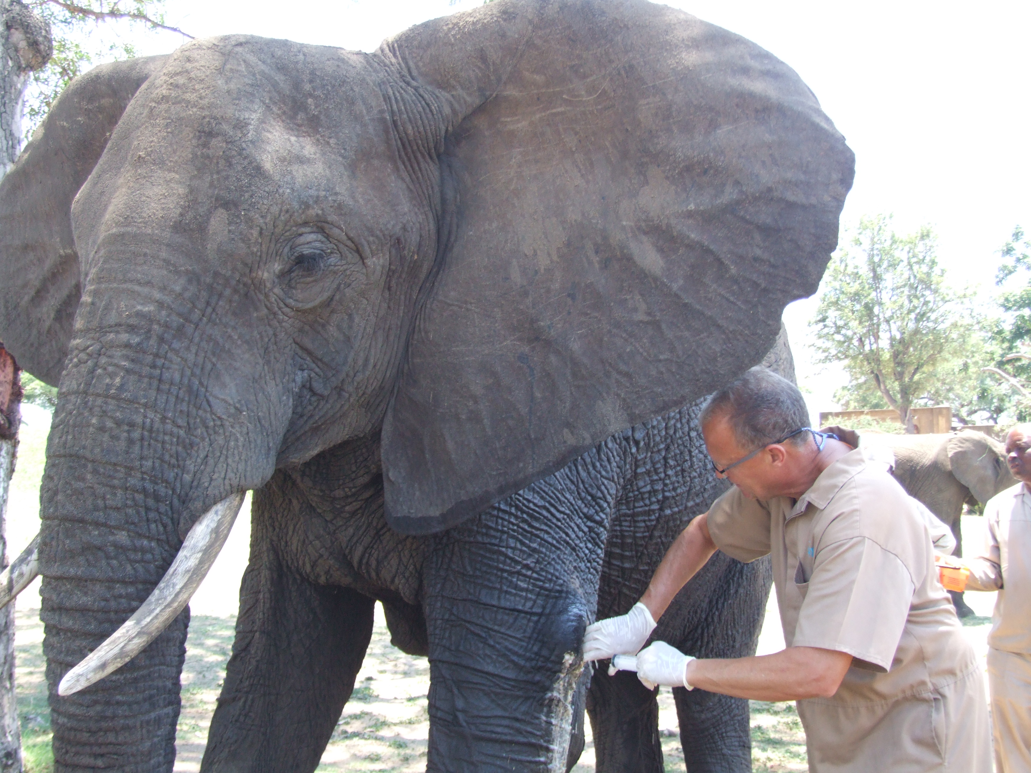 Shimongwe Wildlife Veterinary Experience