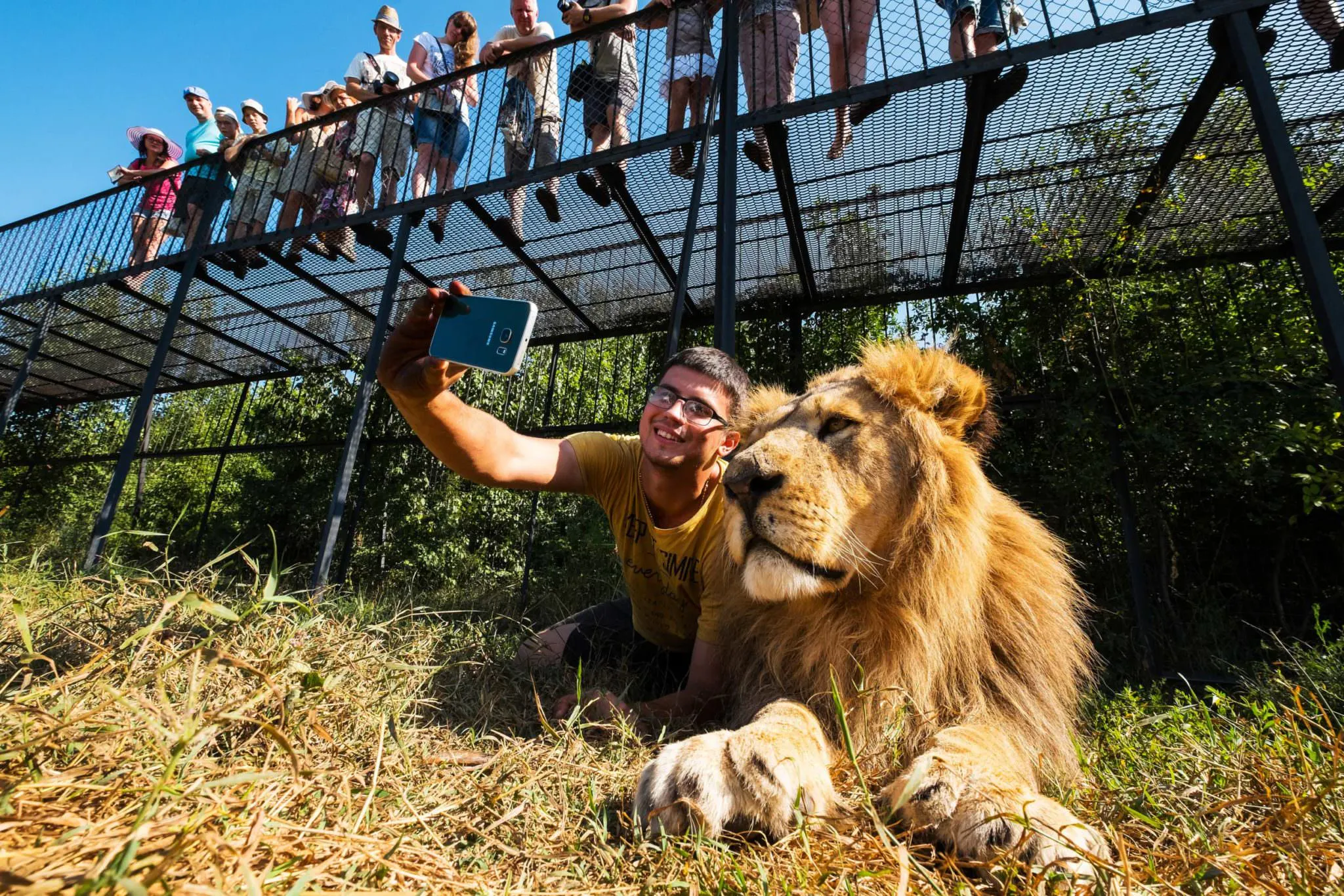 Taking Pictures Animals