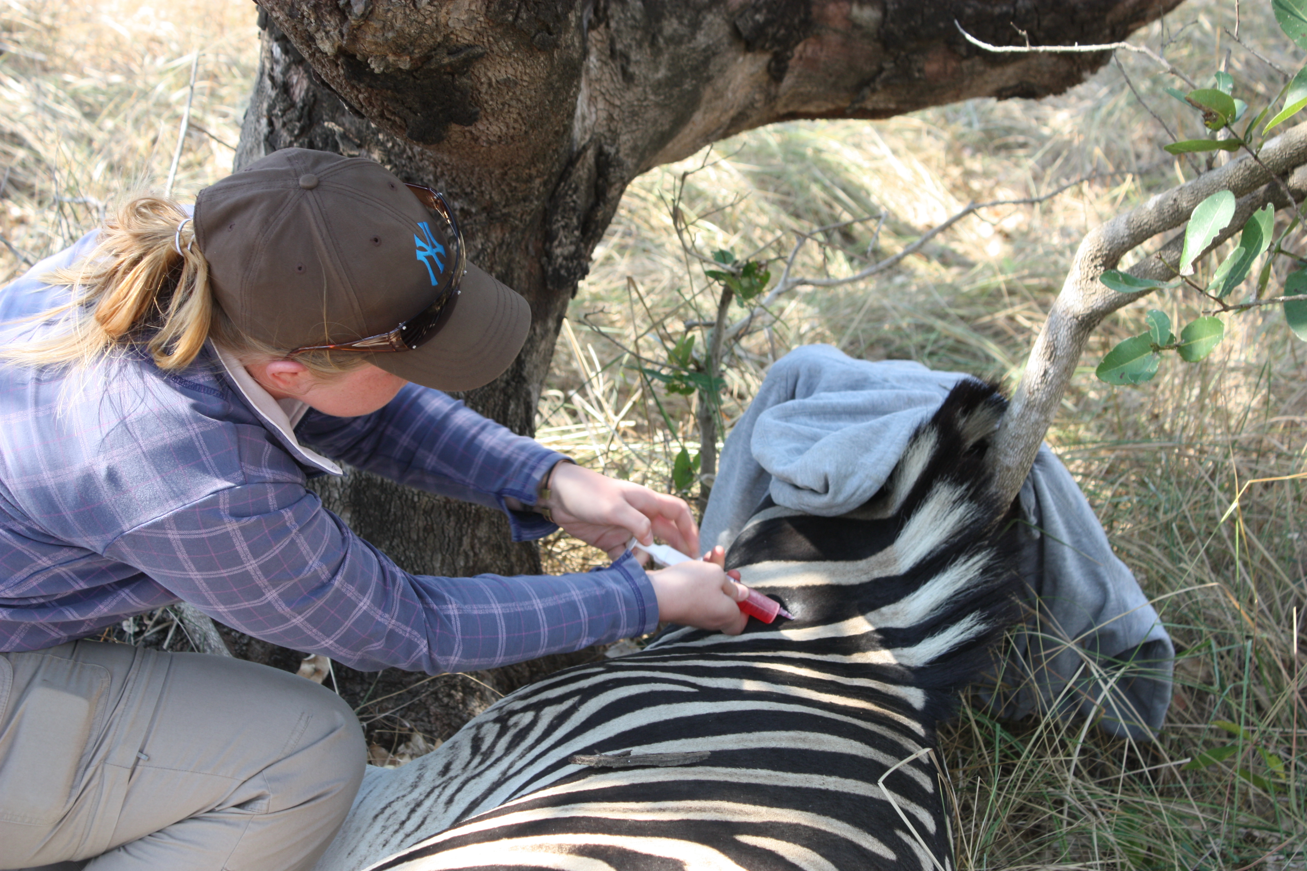 Shimongwe Wildlife Veterinary Experience
