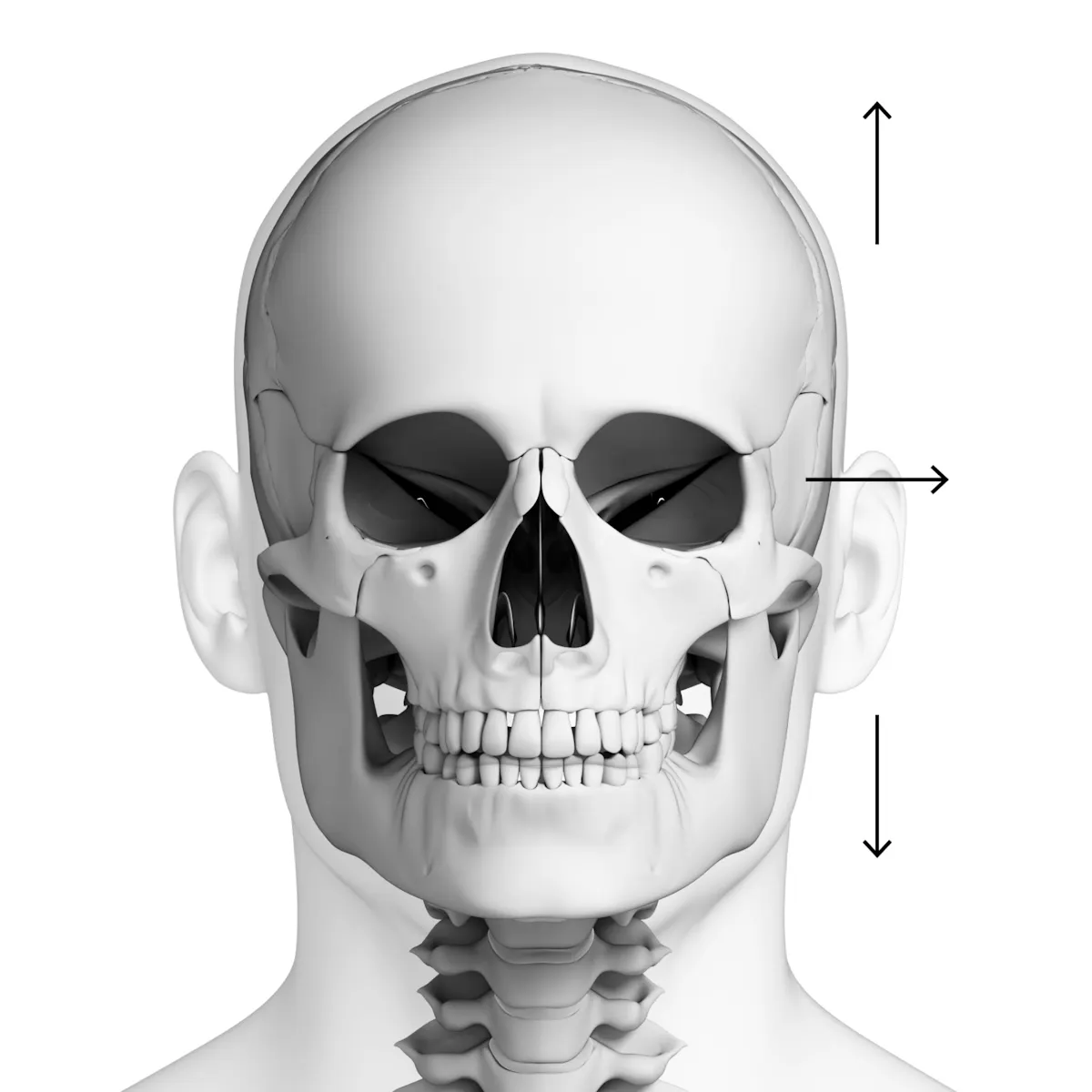 Muscles of Mastication - Online Course | Cotofana Anatomy