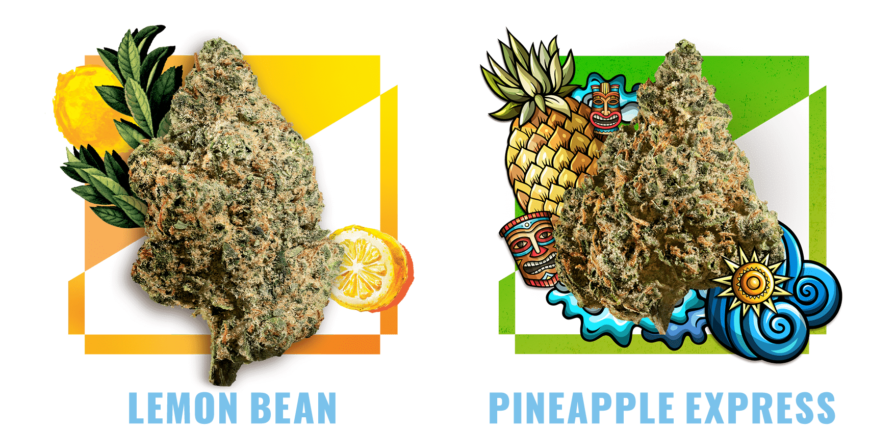 Cresco Cannabis