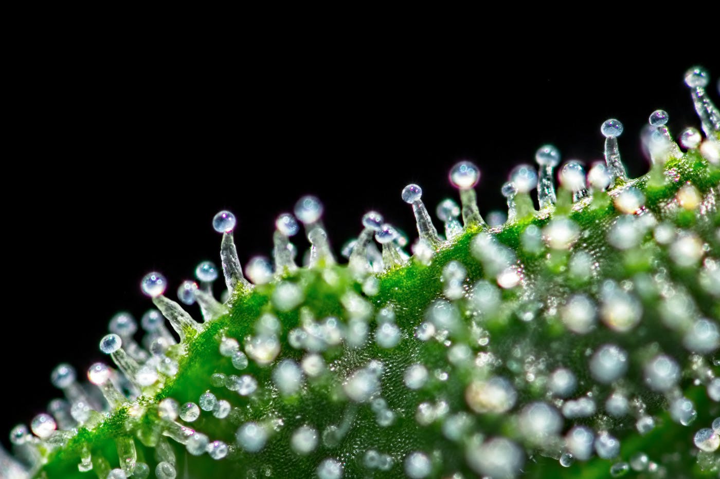 Cresco Cannabis: Trichomes - The Essence of Cannabis