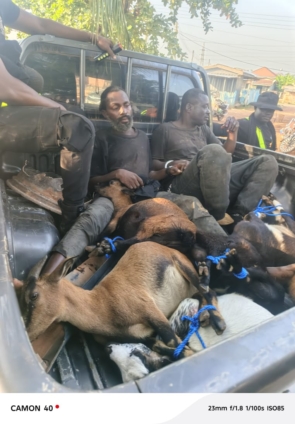 Goat snatching syndicate with 28 stolen animals busted | Crime Check News