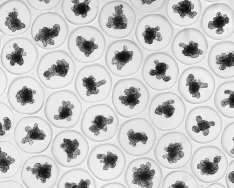 Automated organoid solutions for pharma and biotech R&D | Organoid-on-plate