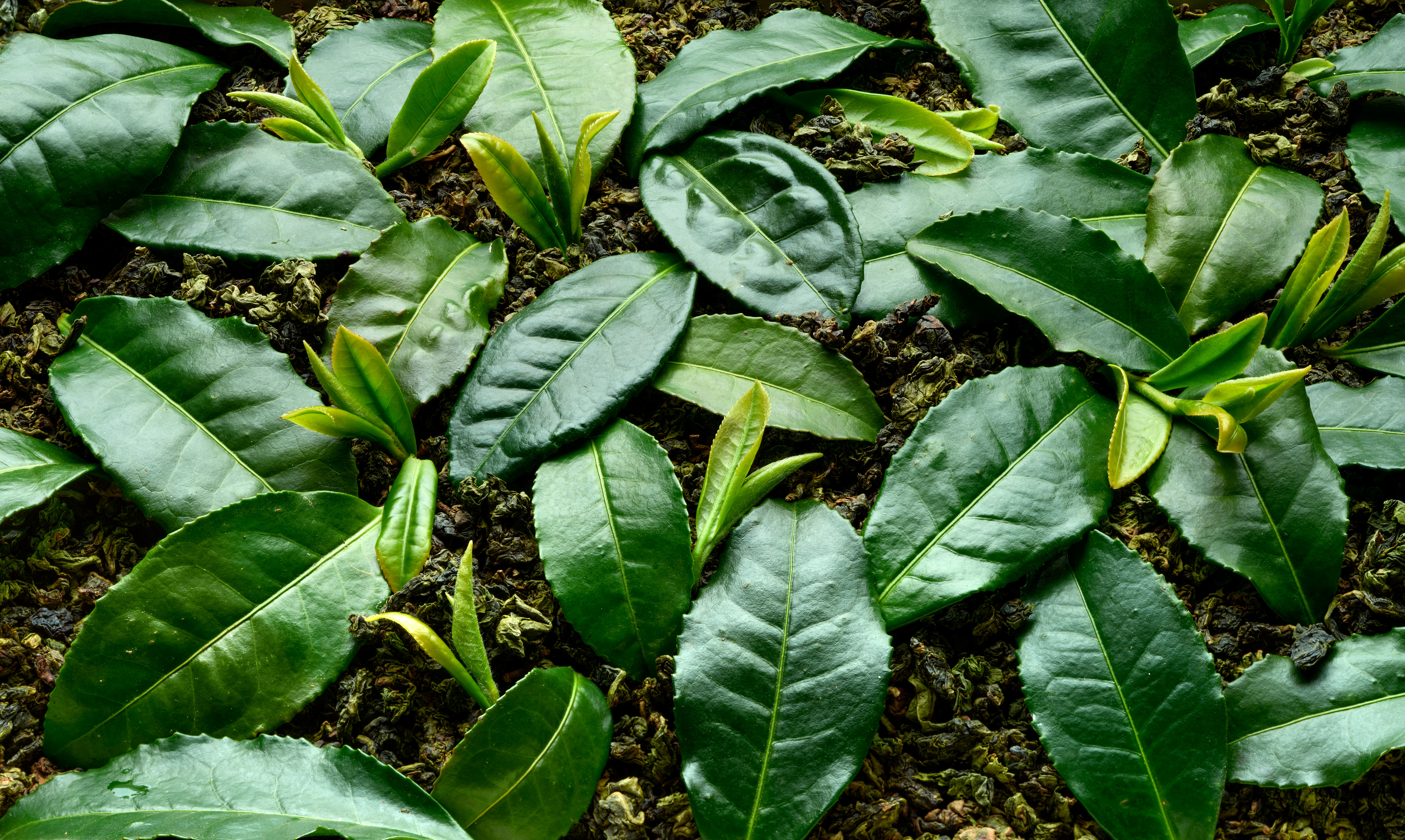 DAMMANN Frères - Especialista en té desde 1825