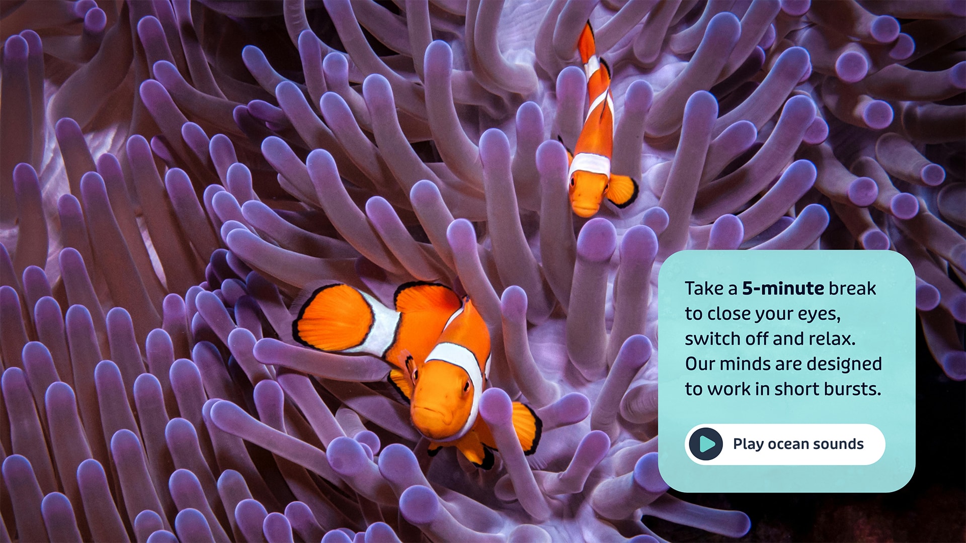 SeaStory - Daydream Believers