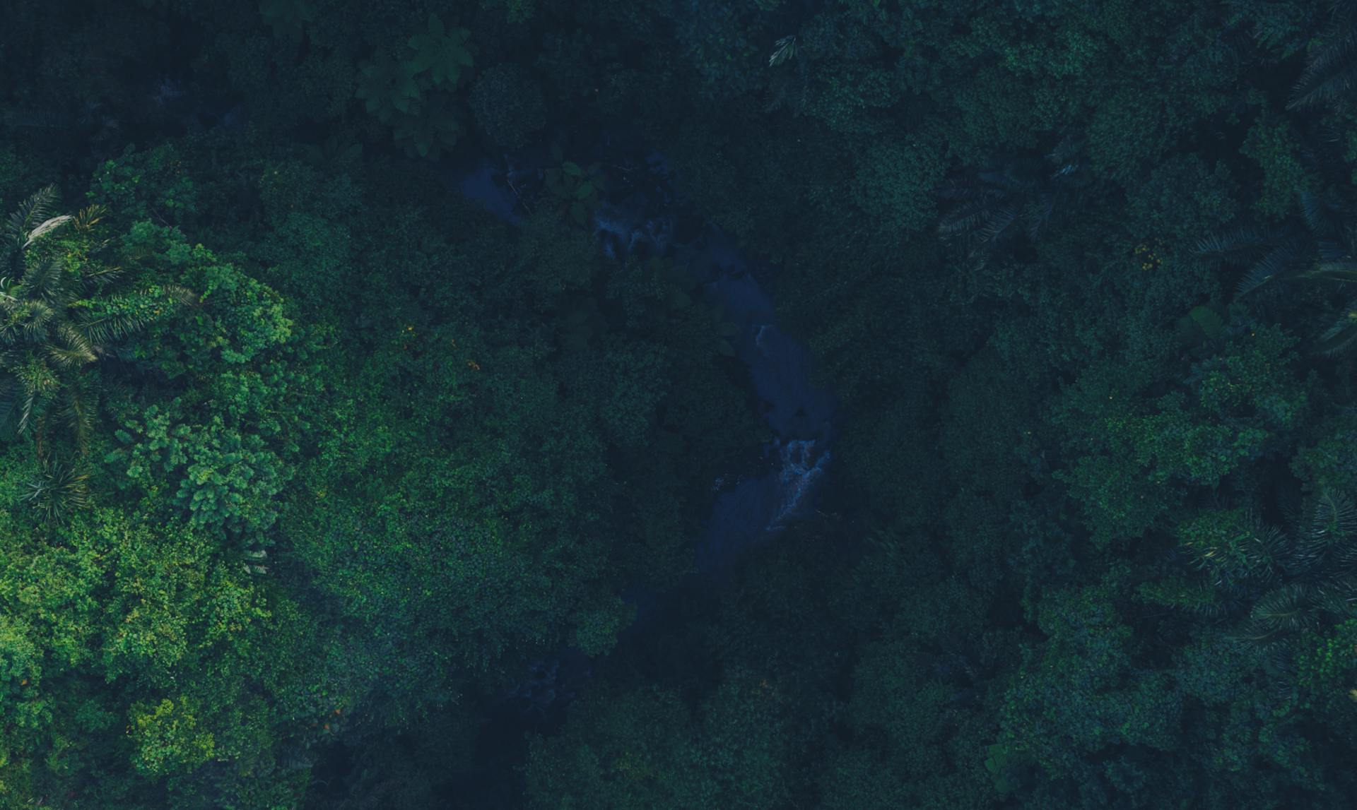 Ecosystem-Wide Mapping | Ultra High-Res Insights for Better Decisions