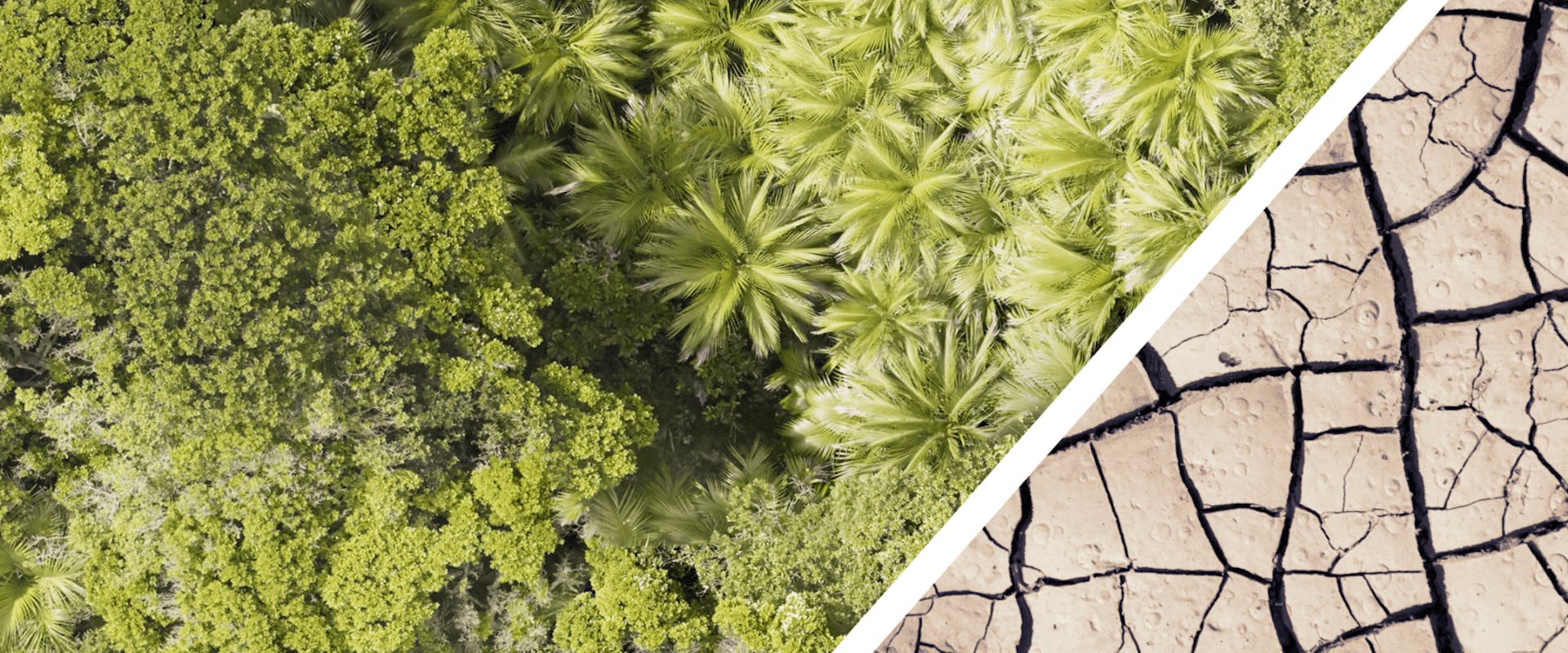 10 Critical Actions for Sustainable Ecosystem Restoration | Dendra Systems