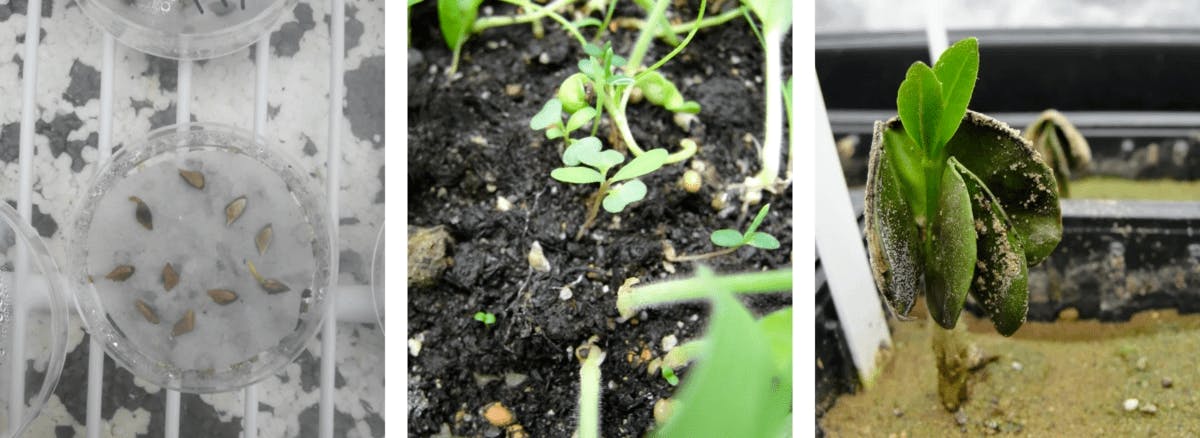 10 Critical Actions for Sustainable Ecosystem Restoration | Dendra Systems