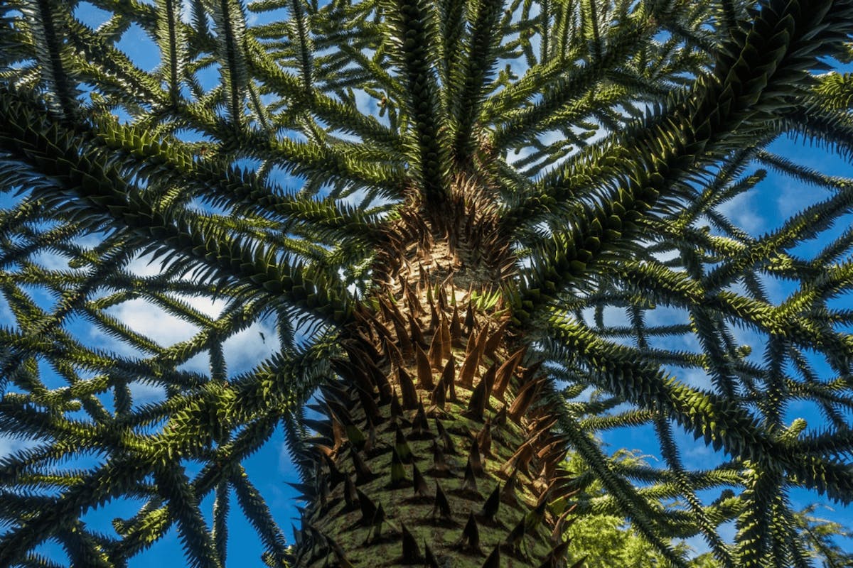 The Monkey Puzzle Tree: A Unique Wonder of Nature | Dendra Systems