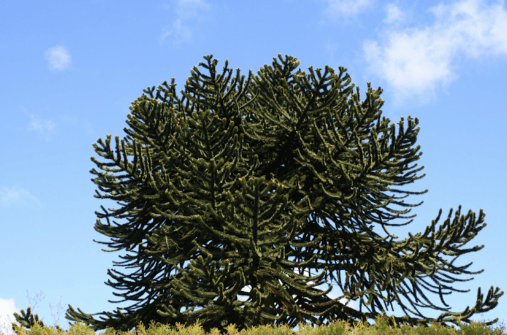 The Monkey Puzzle Tree: A Unique Wonder of Nature | Dendra Systems