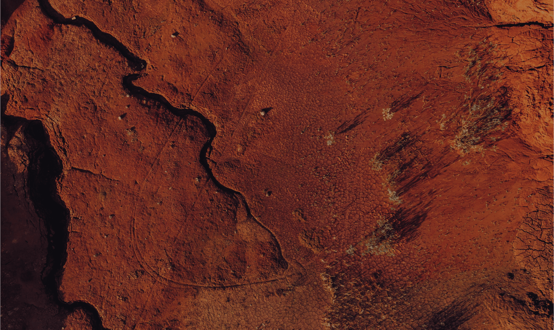 Fieldwork Redefined | In-Field Lens for Efficient Ecosystem Surveys