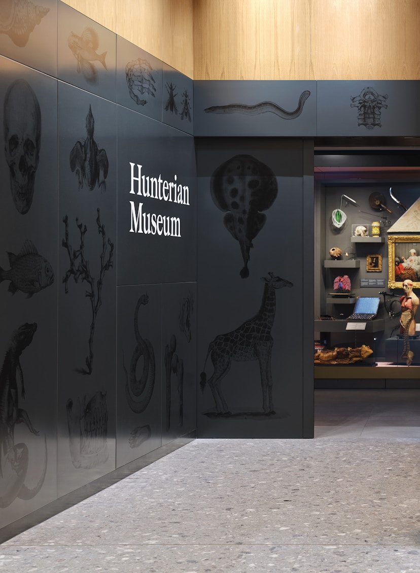 Hunterian Museum - DPM