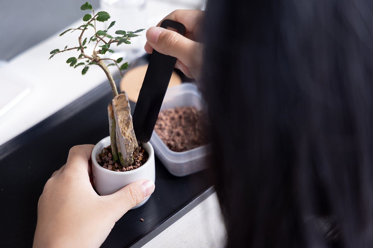 My Little Tree | deTour 2024 – design festival