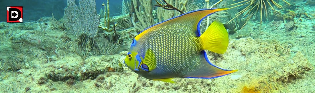 A Guide to Florida's Reef Fish
