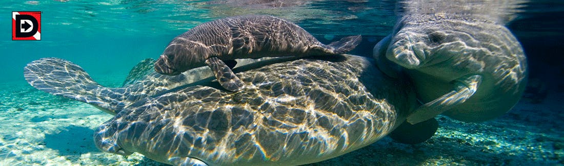 Destination Manatee: Top Spots to See Manatees in Florida