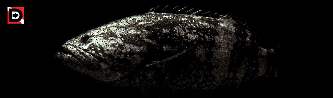 All About the Atlantic Goliath Grouper