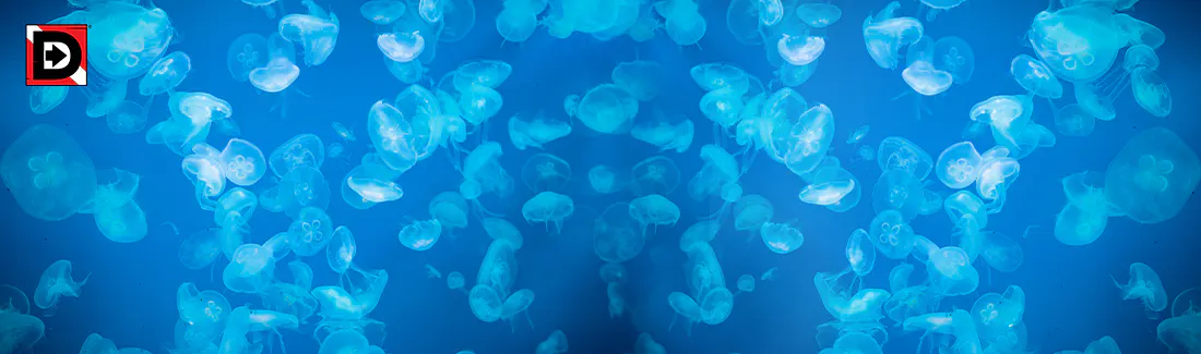 Moon Jellies: What You Need to Know