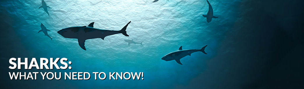 Sharks: What You Need to Knowπ