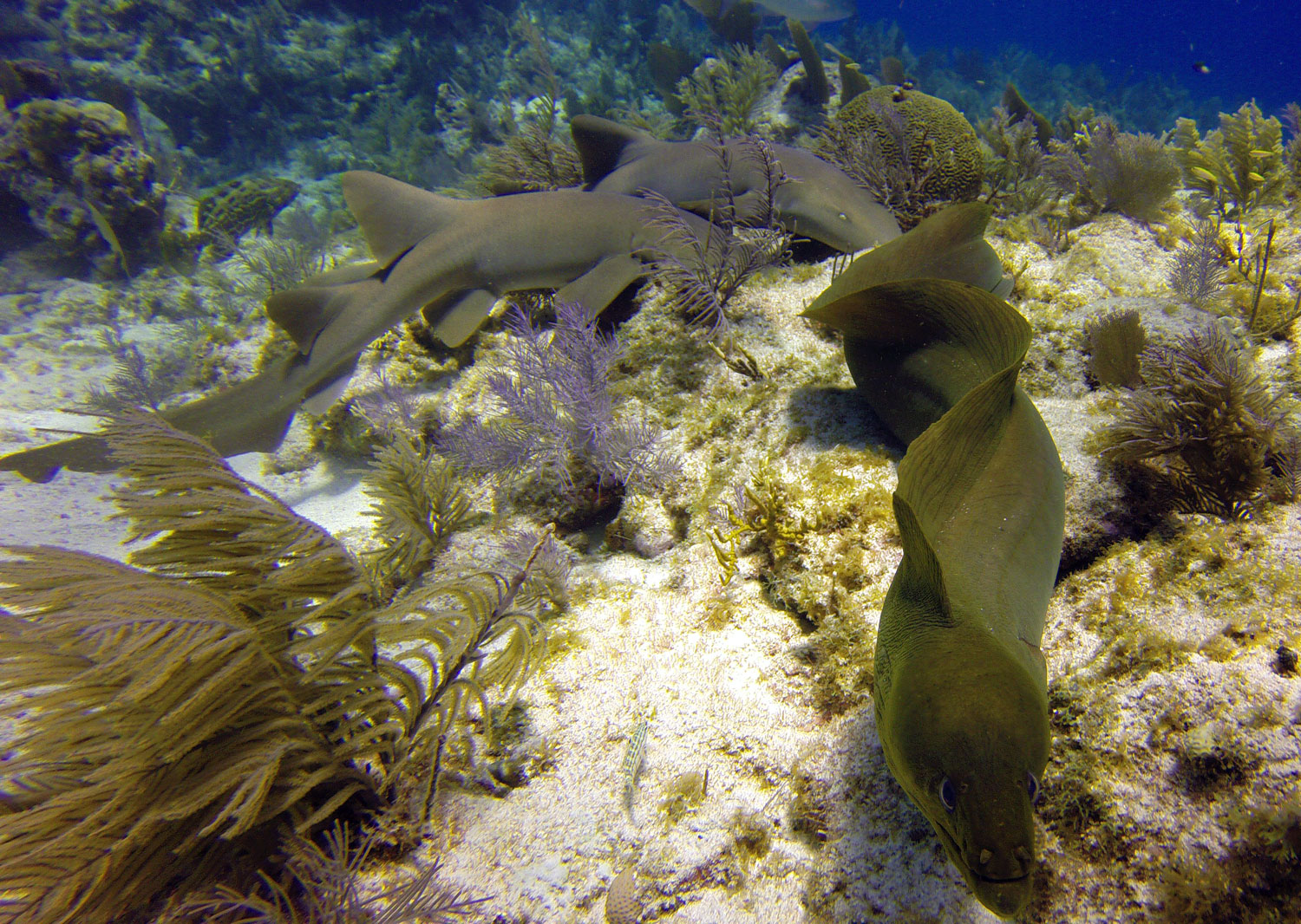 Top 10 Snorkel/Dive Sites in The Florida keys