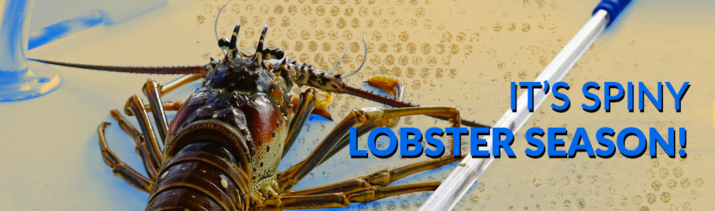 Florida Spiny Lobster Season