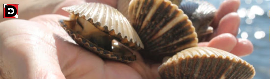 Anatomy Of Scallop Scallop Structure And Function ScienceDirect