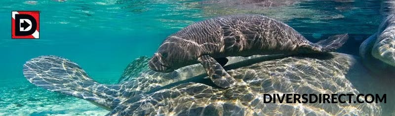 Destination Manatee: Top Spots to See Manatees in Florida