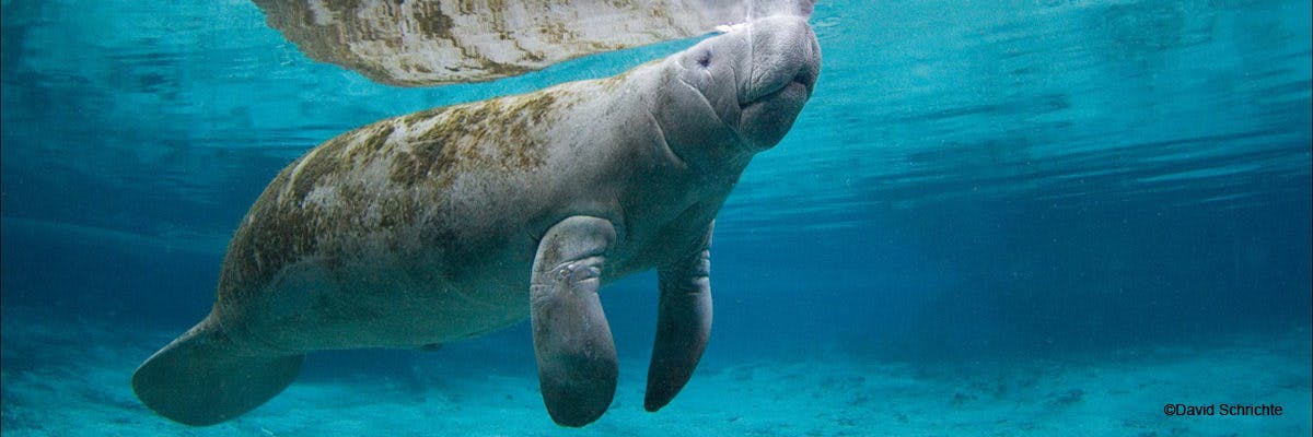 3 Ways to Enjoy Manatee Season Responsibly