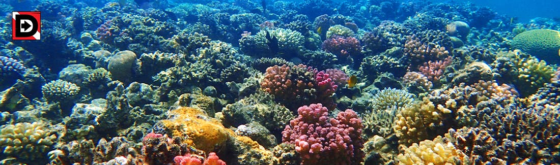 What are Coral Reefs?