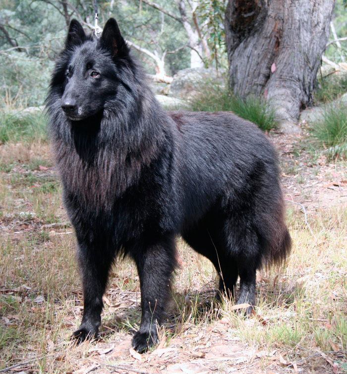 Грюнендаль - фото, цена, характеристика, вес, рост