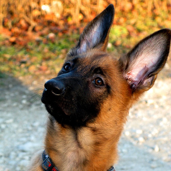 Бельгийская овчарка - фото, цена, характеристика, вес, рост