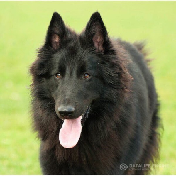 Бельгийская овчарка - фото, цена, характеристика, вес, рост