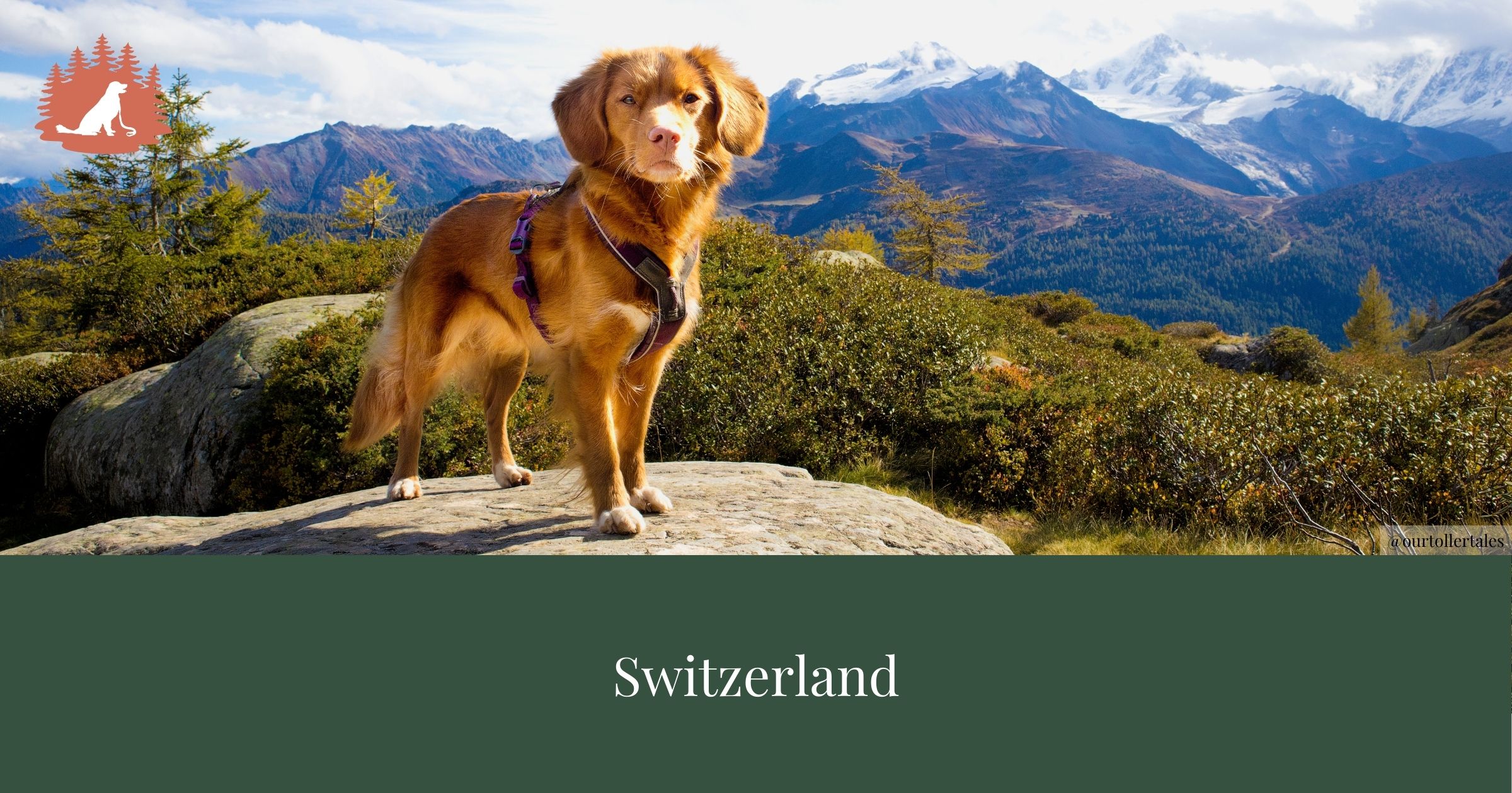 Traveling to Switzerland with dogs & cats | Rules & Tips | Dogs on the road