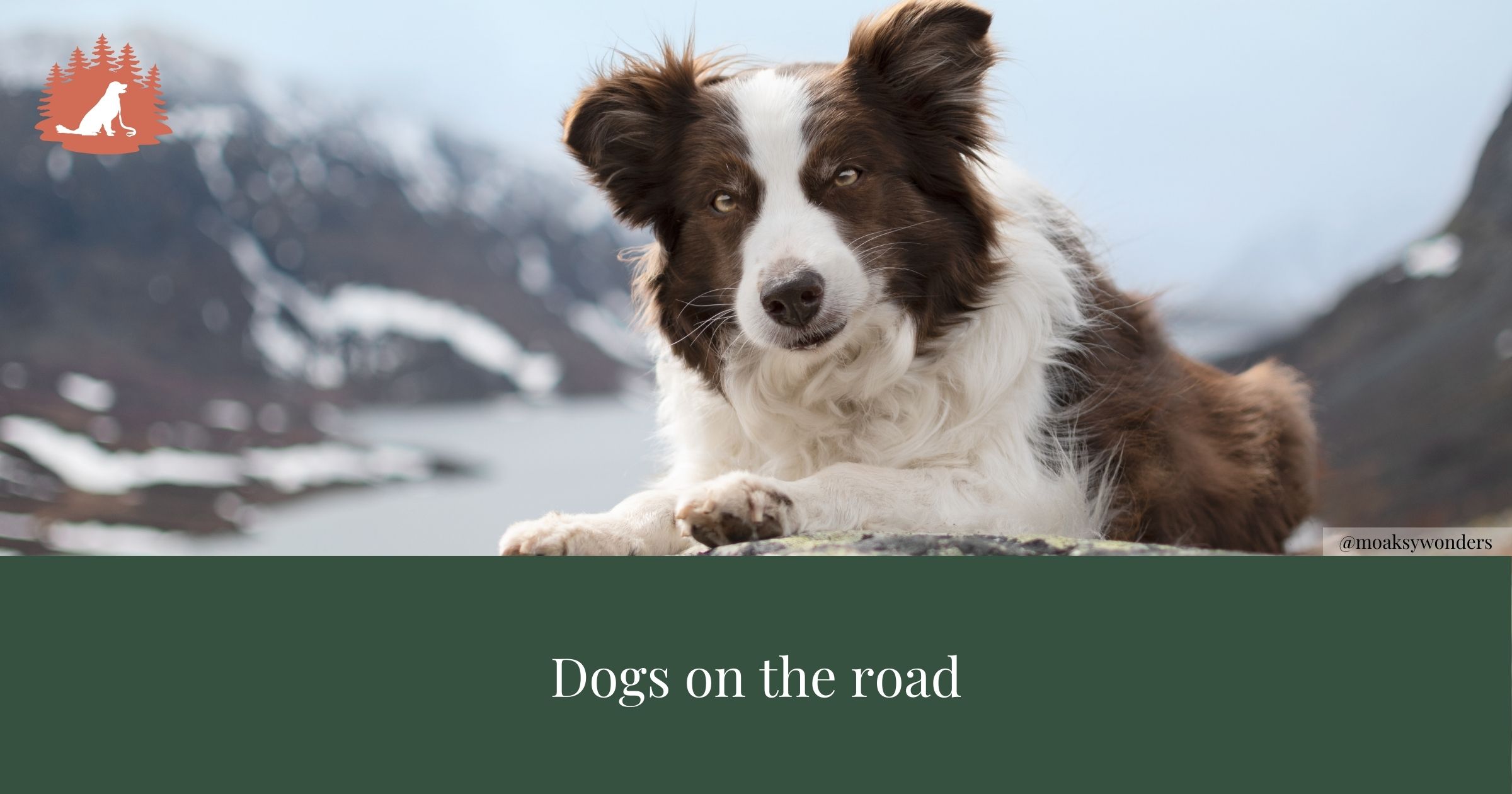 Traveling with dogs in Europe | Dogs on the road