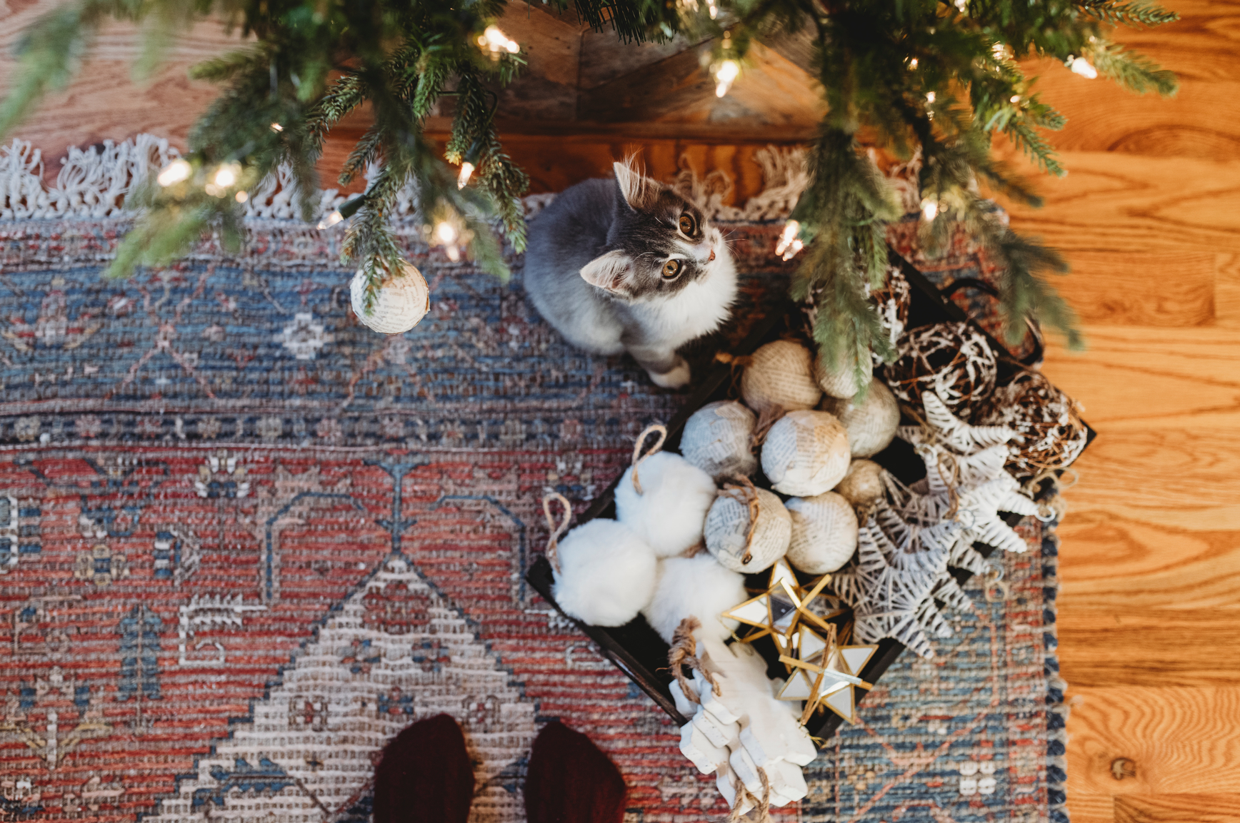 The Spruce Pets Holiday Gift Guide