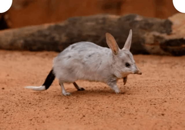 Greater Bilby | Dreamworld