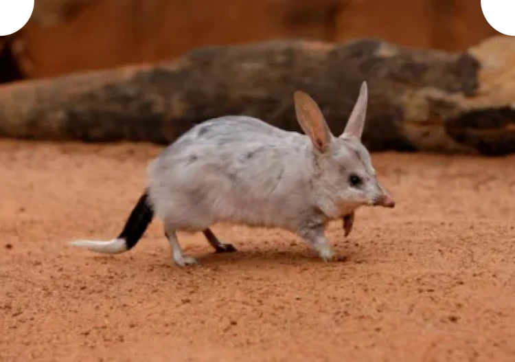 Spinifex Hopping Mouse | Dreamworld