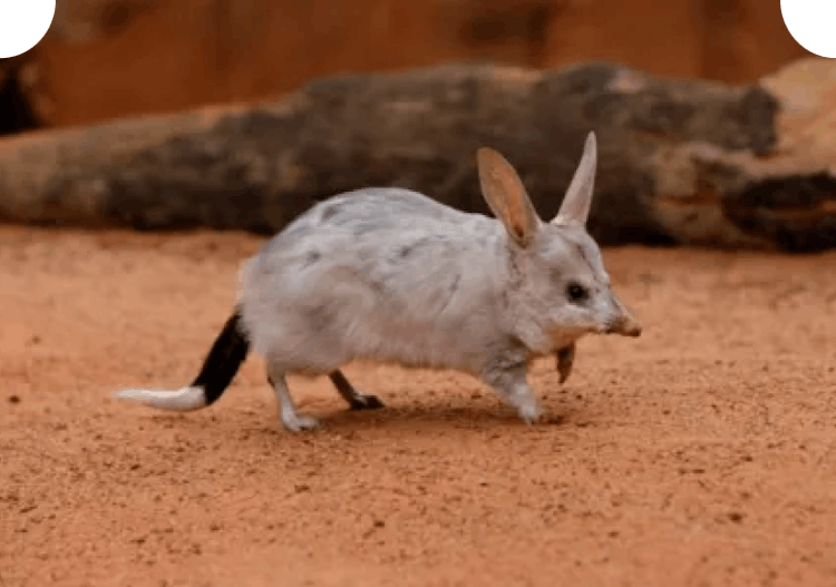 Greater Bilby | Dreamworld