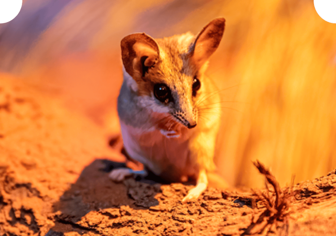 Greater Bilby | Dreamworld