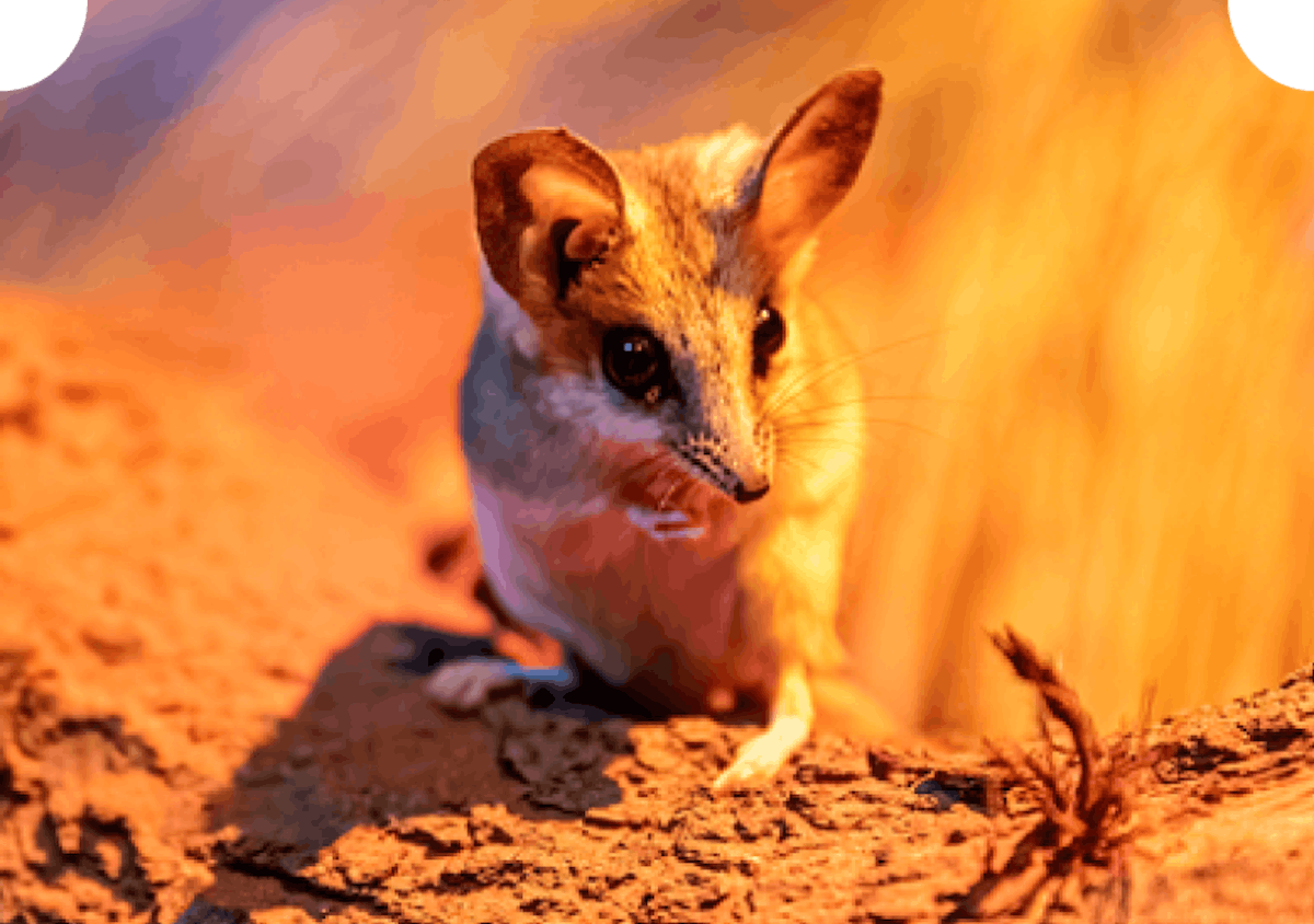 Fat-tailed Dunnart | Dreamworld