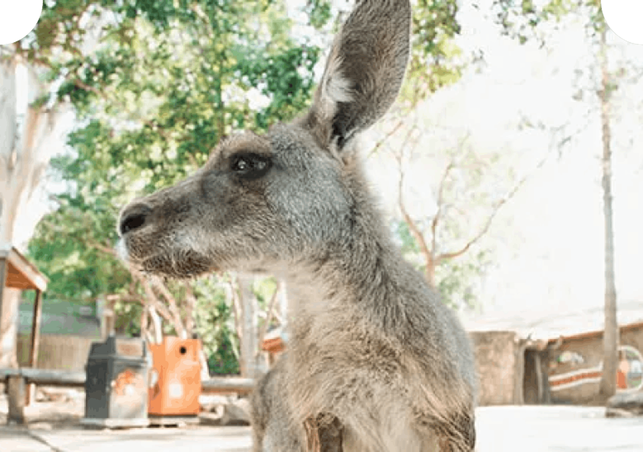 Eastern Grey Kangaroo | Dreamworld