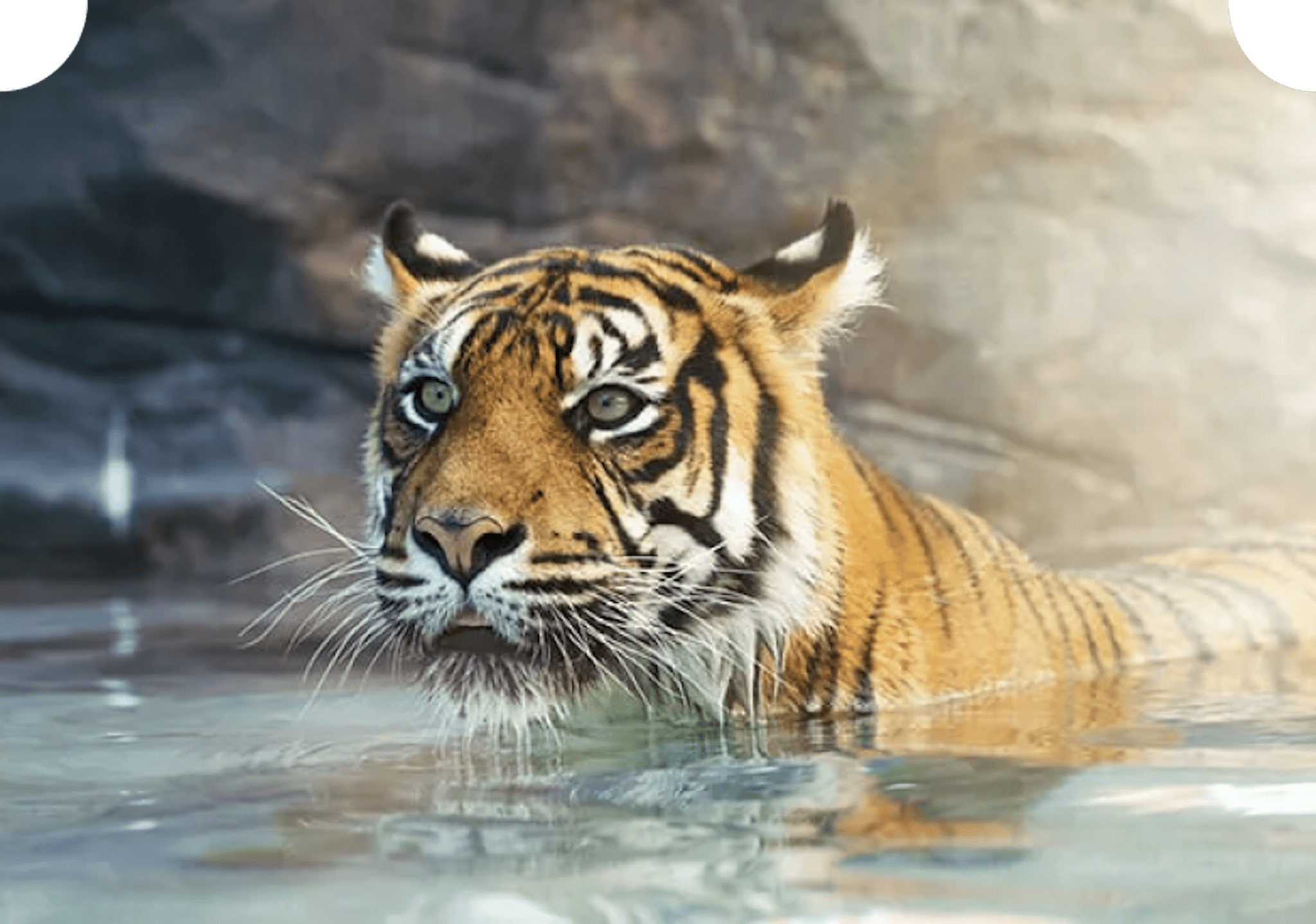 All animals | Dreamworld