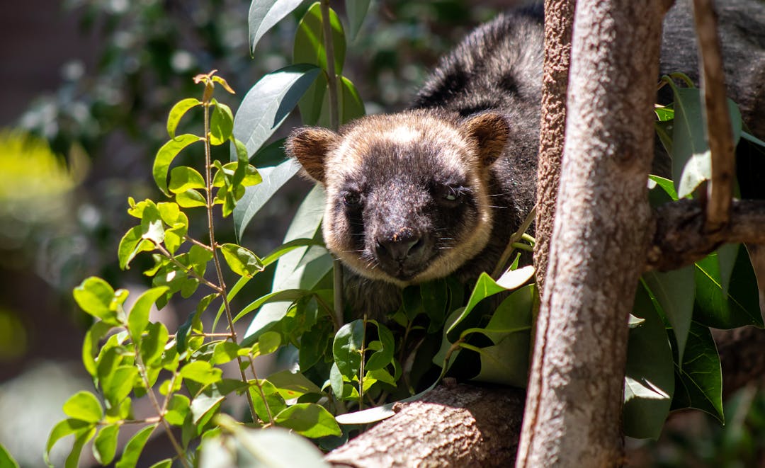 Lumholtz's Tree Kangaroo | Dreamworld