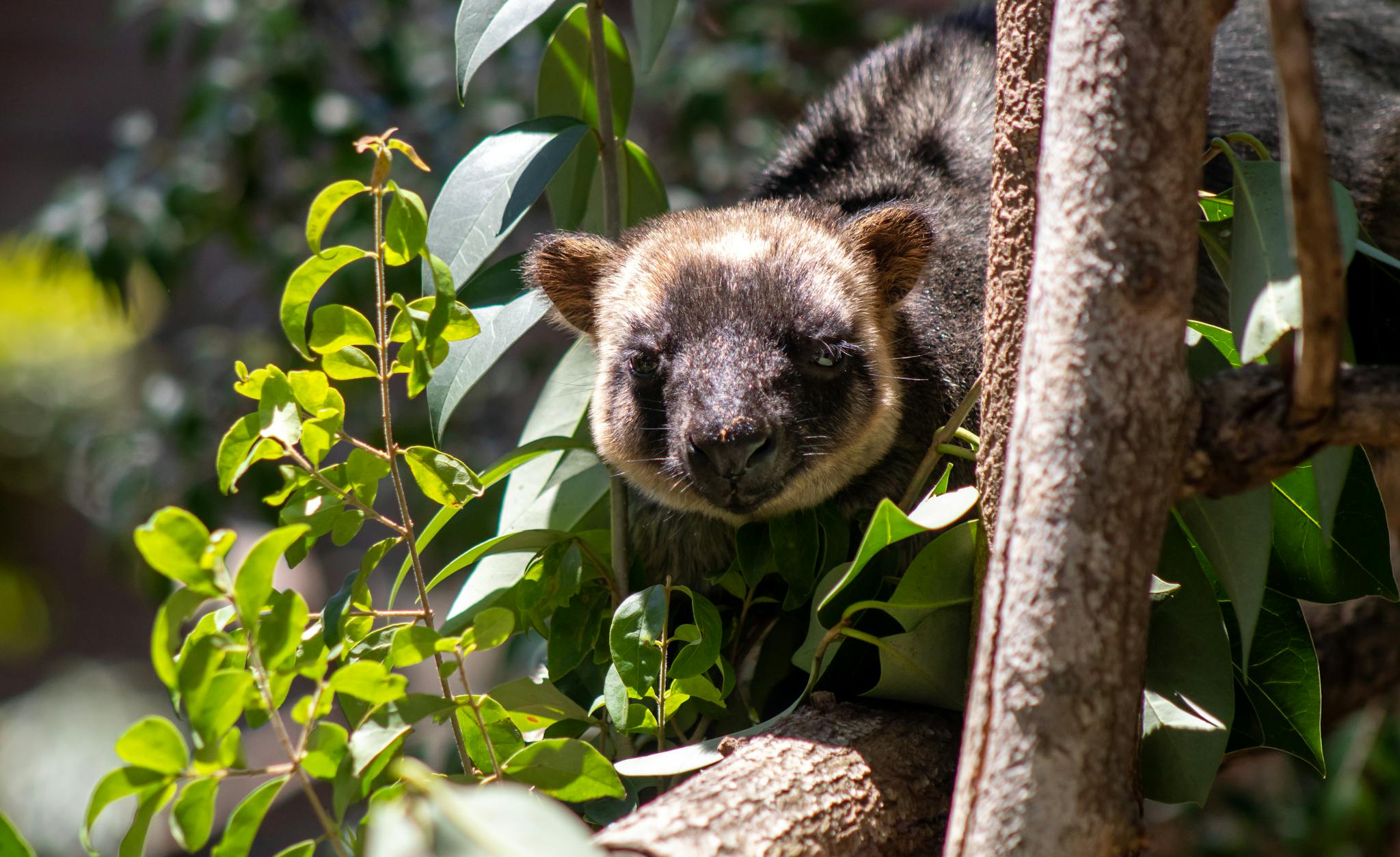 Lumholtz's Tree Kangaroo | Dreamworld