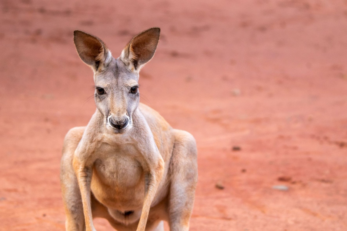Red Kangaroo | Dreamworld