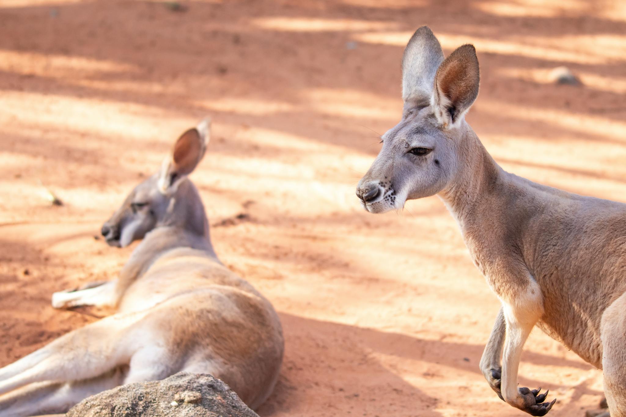 Red Kangaroo | Dreamworld