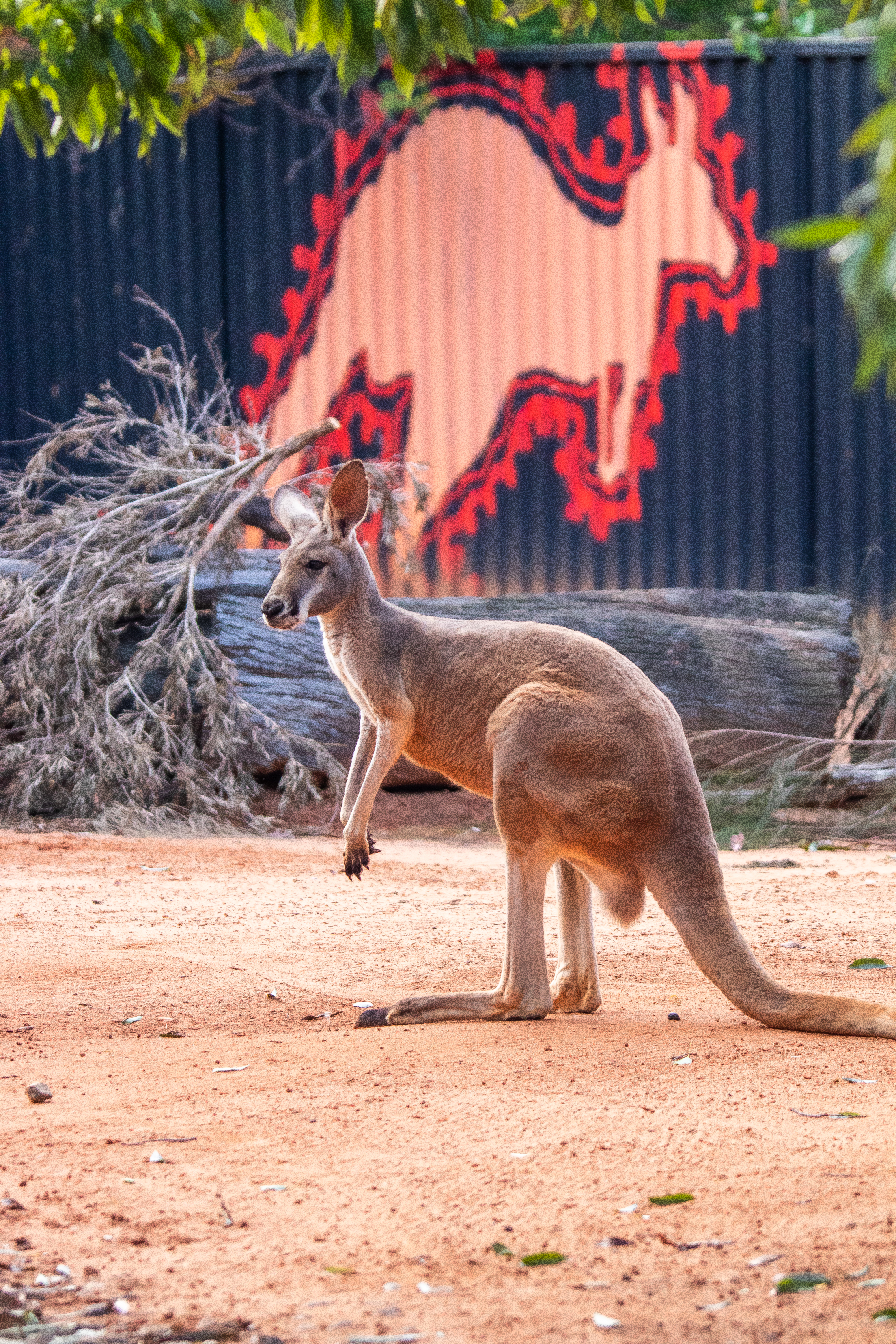 Red Kangaroo | Dreamworld