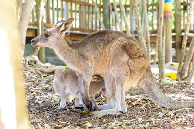 Eastern Grey Kangaroo | Dreamworld